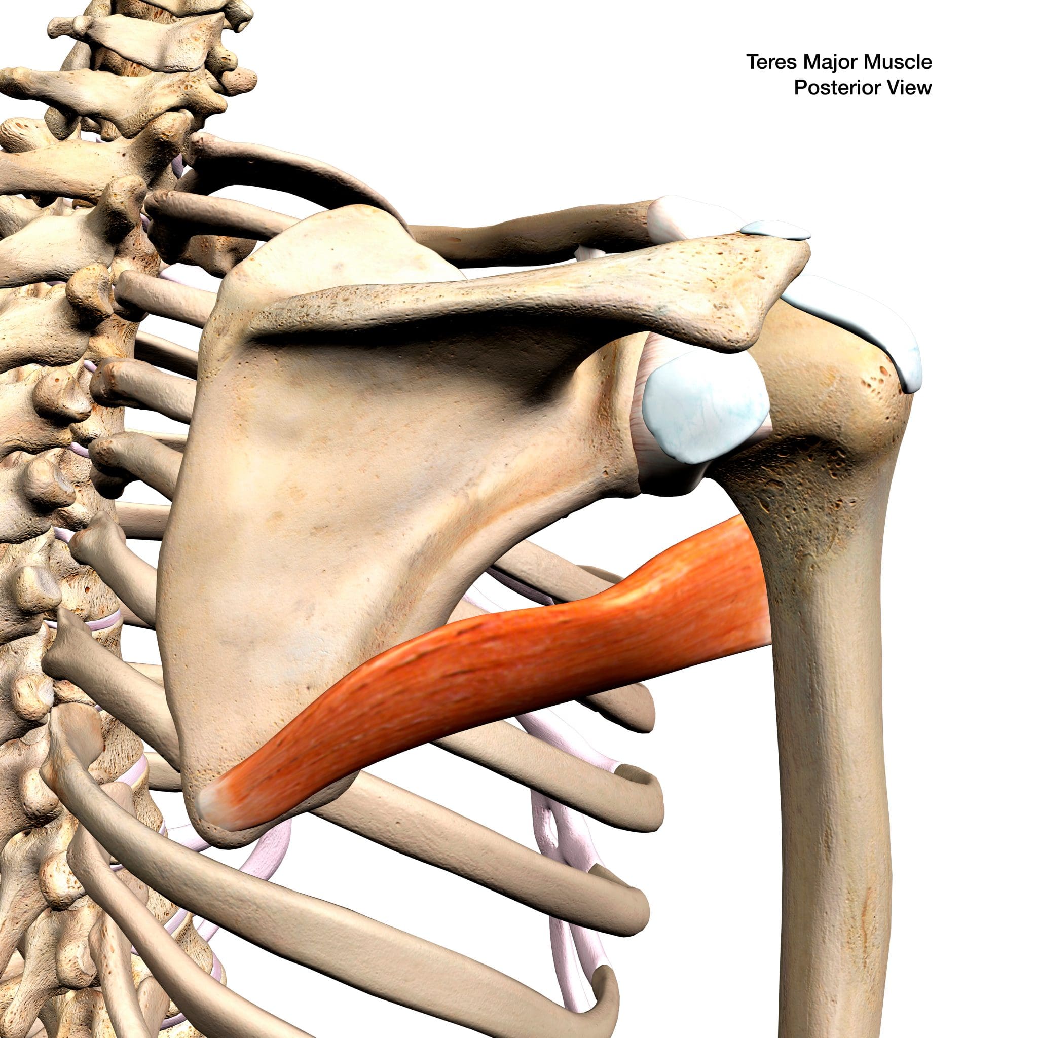 Muscle Minute TUESDAY – Meet the Teres Major – Movewell Academy