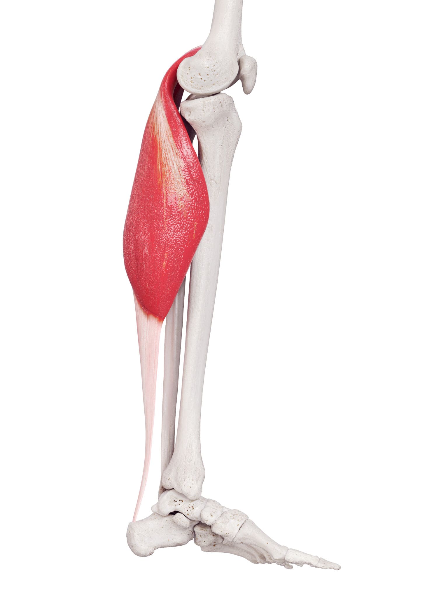 Muscle Minute TUESDAY – A Culprit To Knee Pain – Meet the Medial ...