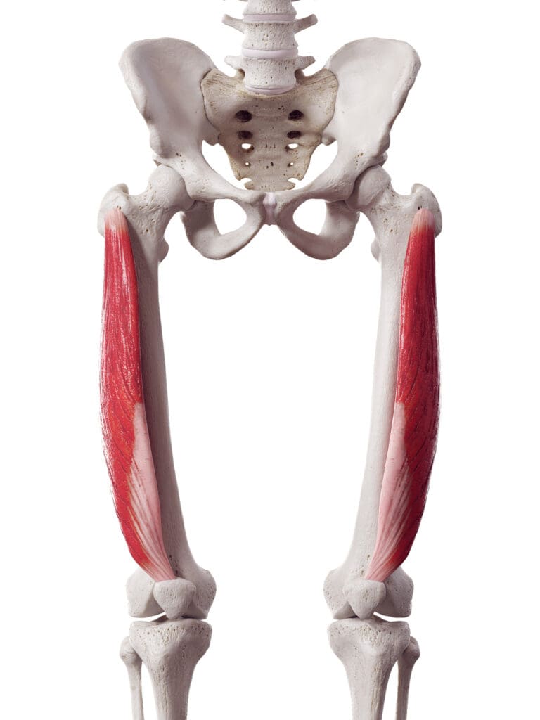 Muscle Minute TUESDAY – Meet the Vastus Lateralis – Movewell Academy