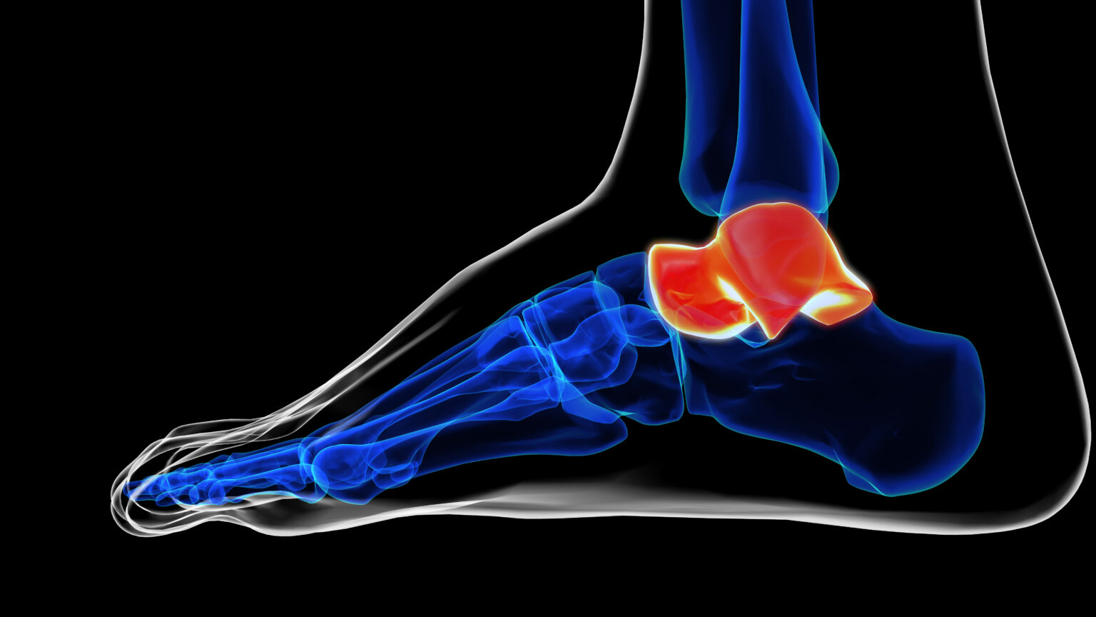 Kinesiology THURSDAY – The Subtalar Joint Connection (Part I ...