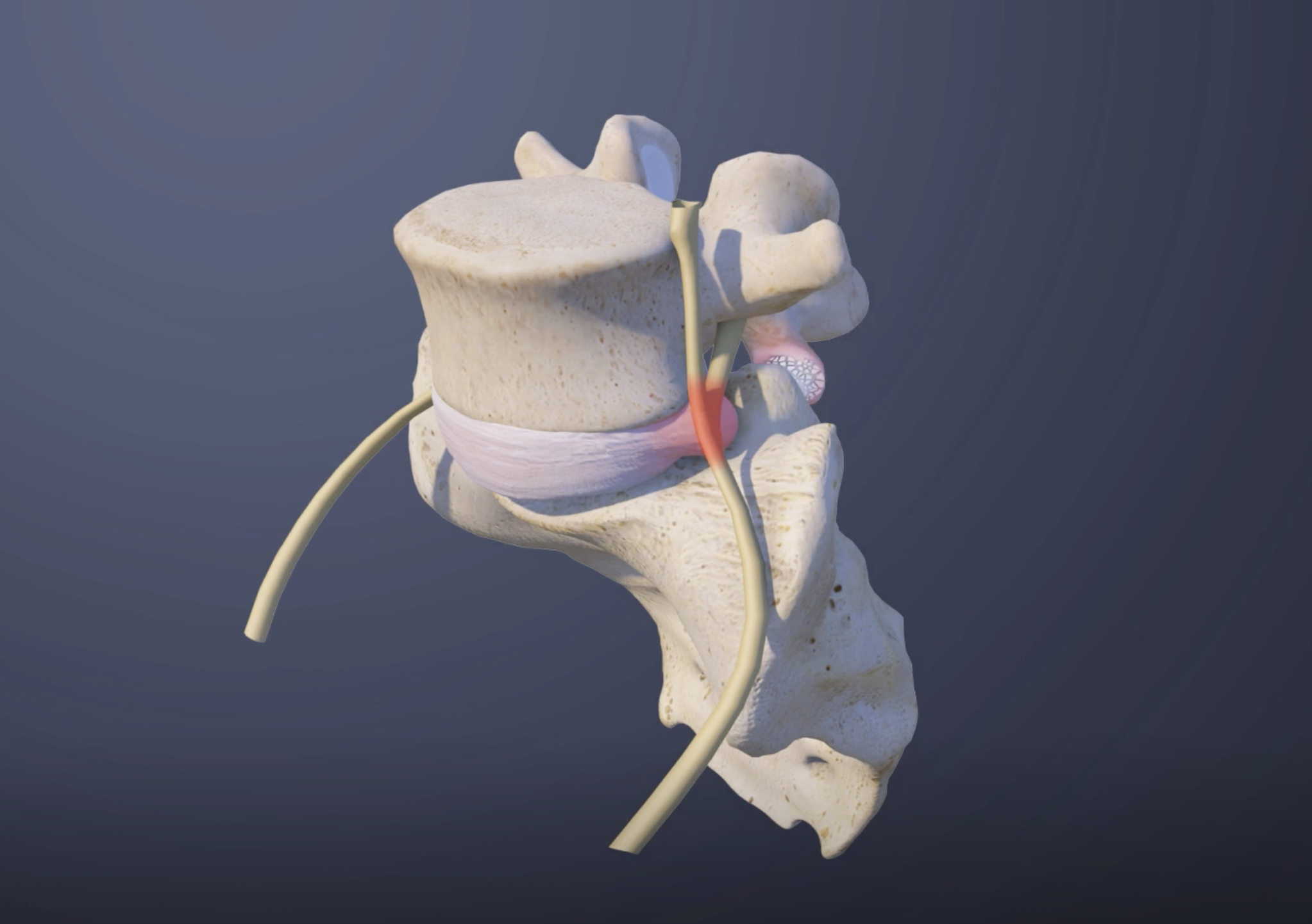 Anatomy TUESDAY – L5 Nerve Root – Movewell Academy