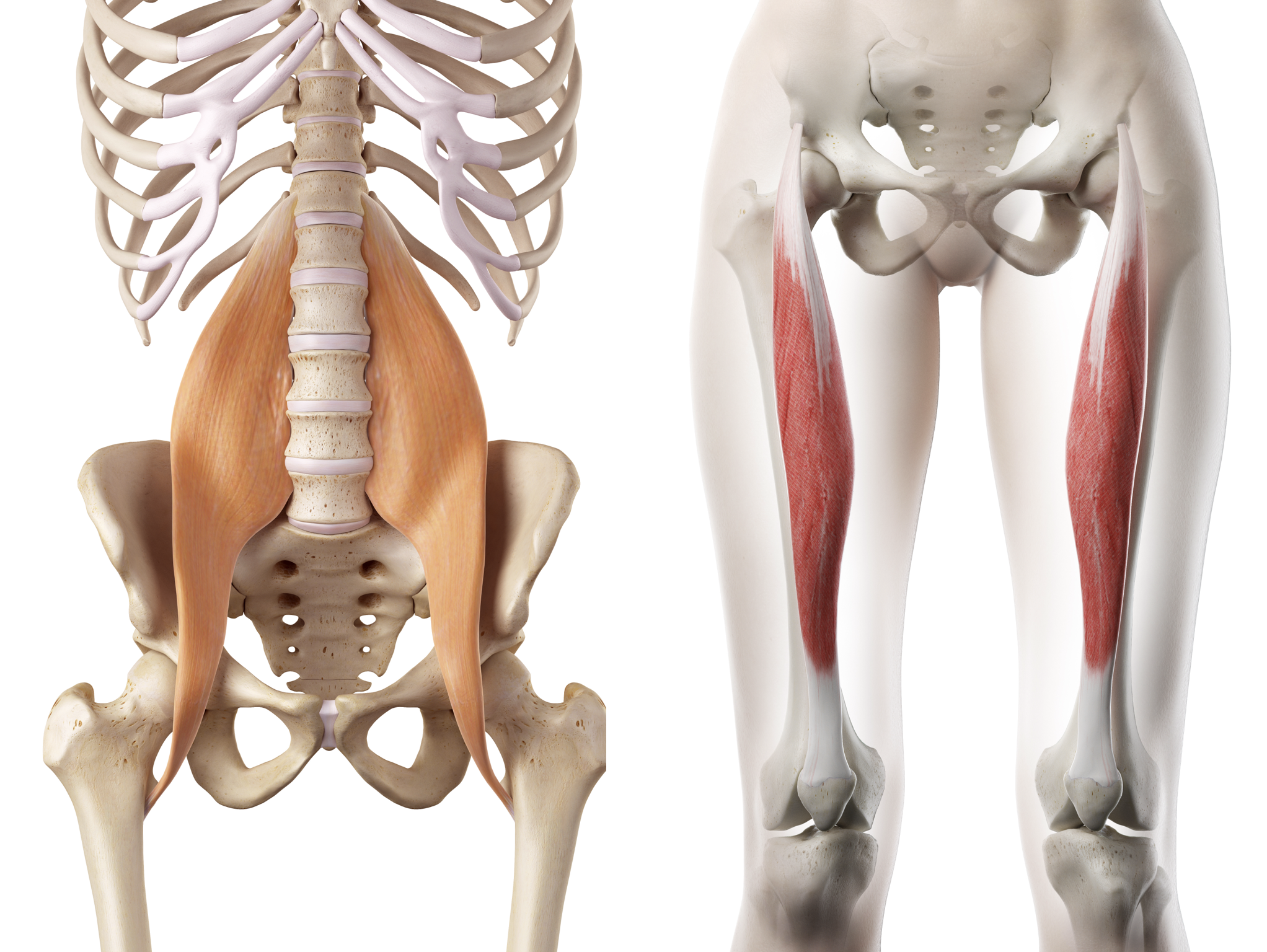 Anatomy TUESDAY – Tonic v. Phasic Muscles – Part 1 – Psoas Major v ...