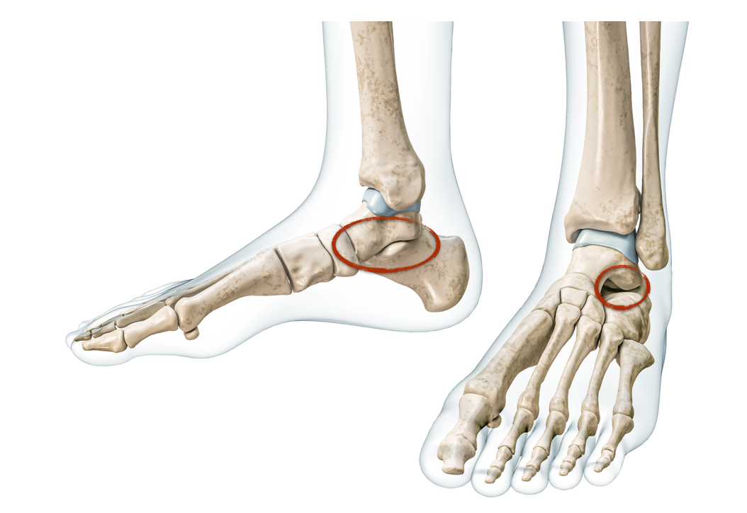 Anatomy TUESDAY – The Foot/Ankle Complex (Part 2) – Subtalar Joint ...