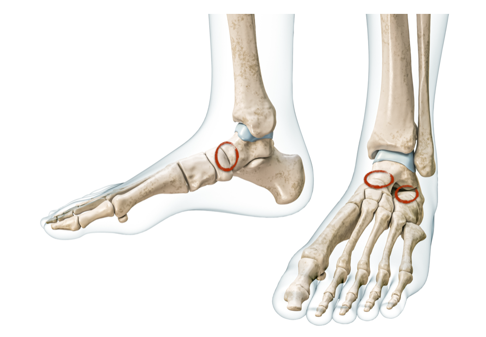 Anatomy TUESDAY – The Foot/Ankle Complex (Part 3) – TCN and TT Joints ...