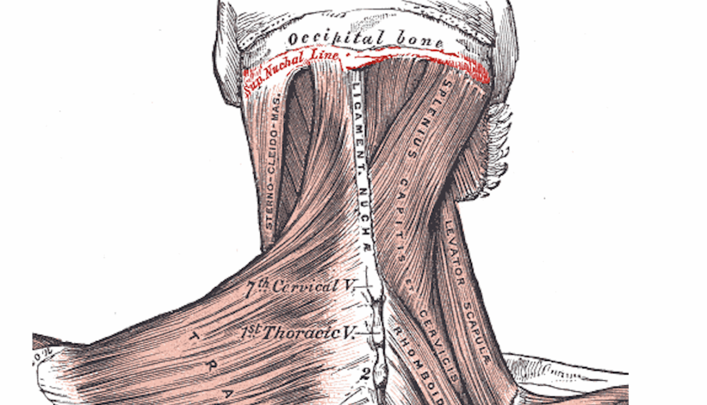 Anatomy TUESDAY – Muscles of the Superior Nuchal Line – Movewell Academy
