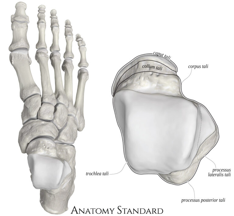 Anatomy TUESDAY – The Talocrural Joint – Movewell Academy