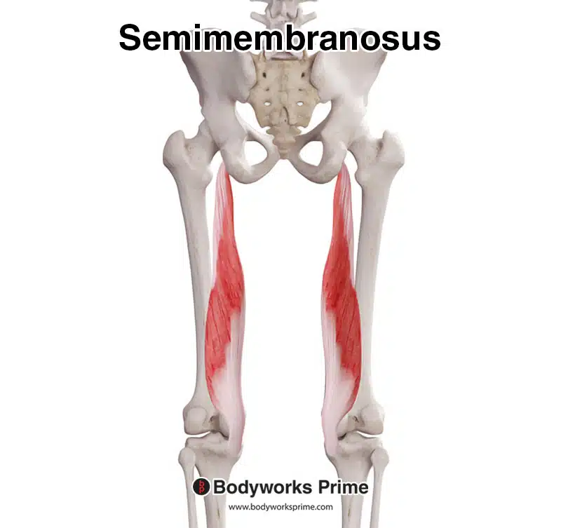 Muscle Minute TUESDAY – Meet the Semimembranosus – Movewell Academy