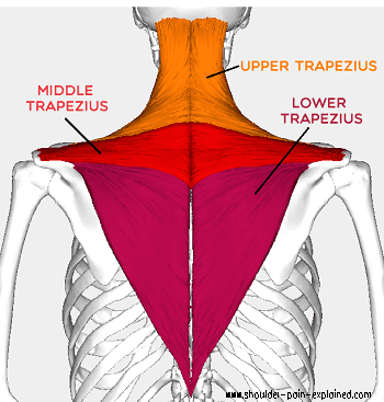 Muscle Minute TUESDAY – Meet the Upper Trapezius – Movewell Academy